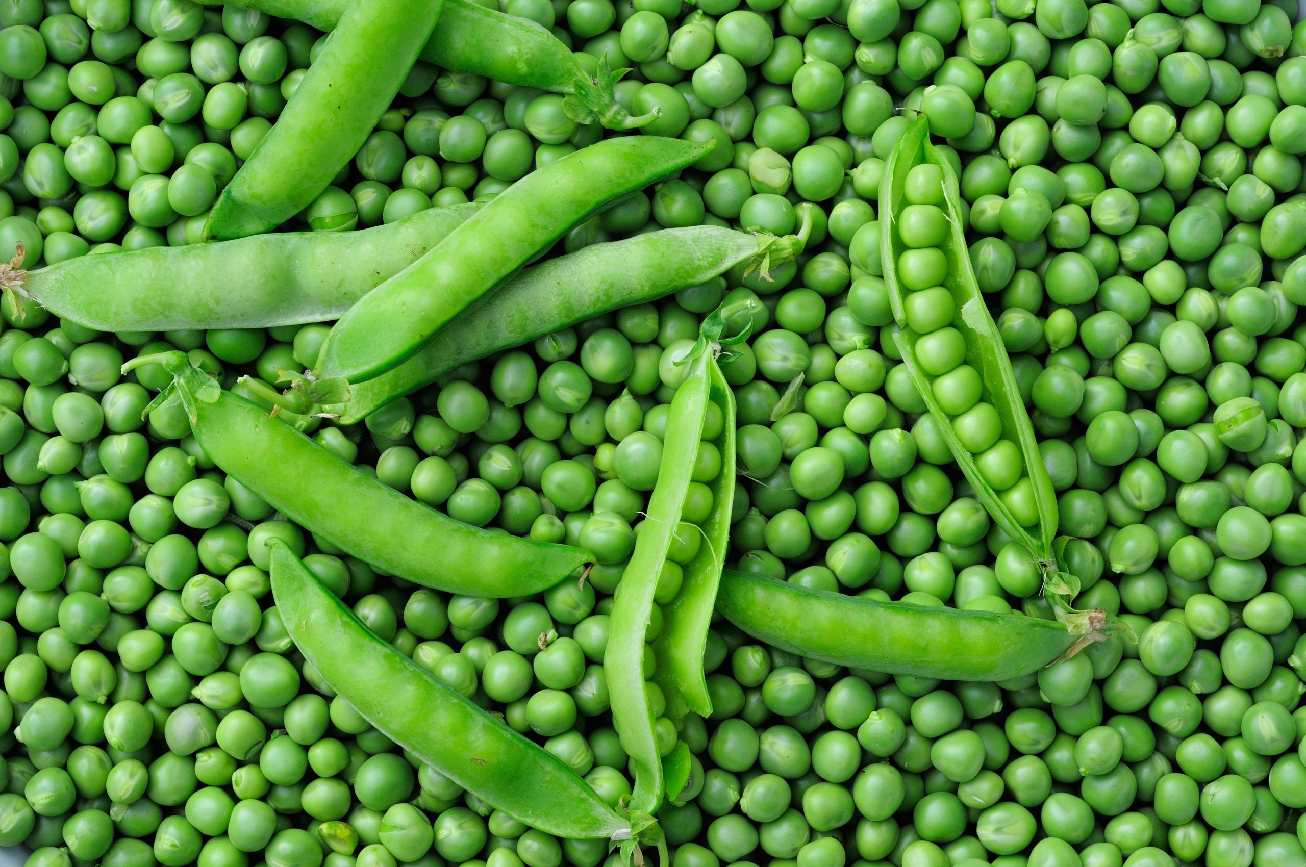 How to Grow Peas - Harvst