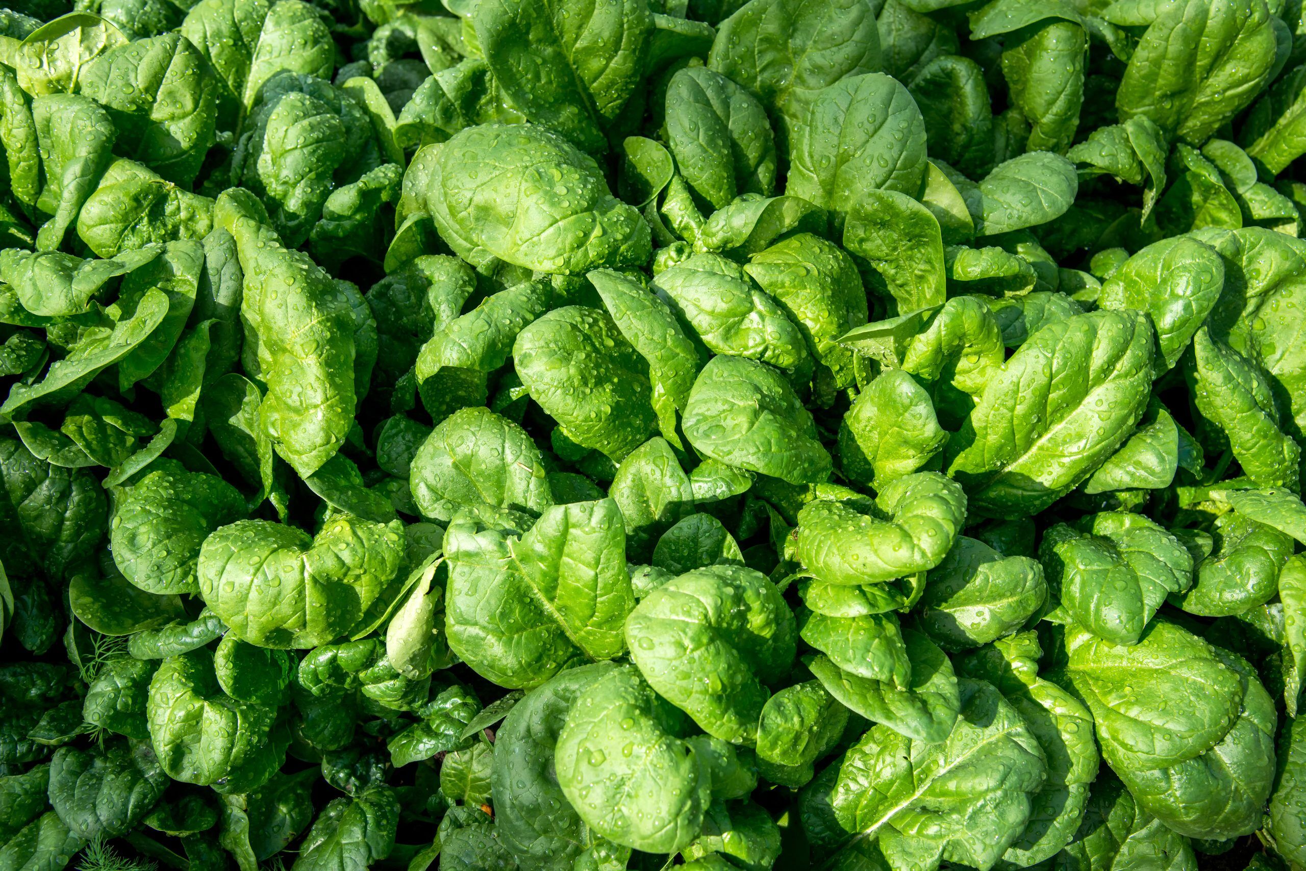 How to Grow Spinach Harvst
