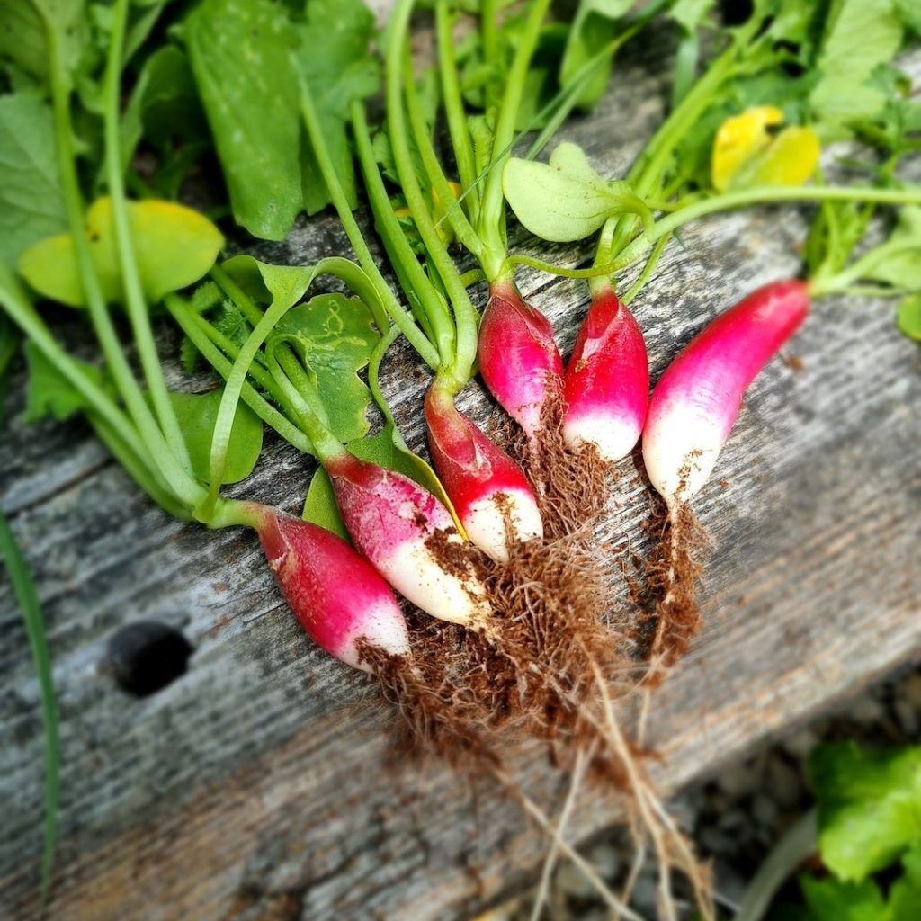 Welcome to the Harvst Club Gardening Subscription - Harvst